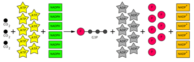 Comparing the Light-Dependent Reactions of Photosynthesis to the Calvin ...