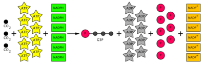 Comparing Anabolic and Catabolic Pathways Practice | Biology Practice ...