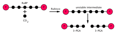 Comparing the Light-Dependent Reactions of Photosynthesis to the Calvin ...