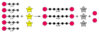 Comparing the Light-Dependent Reactions of Photosynthesis to the Calvin ...