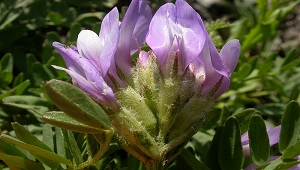 Calyx in Flowers | Definition, Function & Formation - Lesson | Study.com