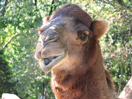 Flora & Fauna | Definition, Types & Examples - Lesson | Study.com