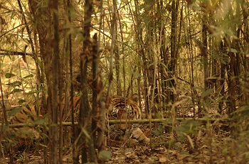 South Chinese Tiger Facts: Lesson for Kids | Study.com