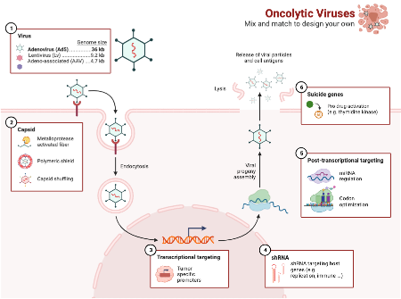 Analyzing How Signal Transduction Affects Gene Expression Practice ...