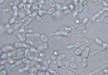 Animal Cloning Overview, Types & Examples - Lesson | Study.com