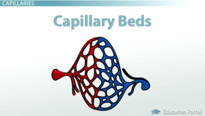 Blood Vessels Types & Functions | How are Arteries and Veins Different ...