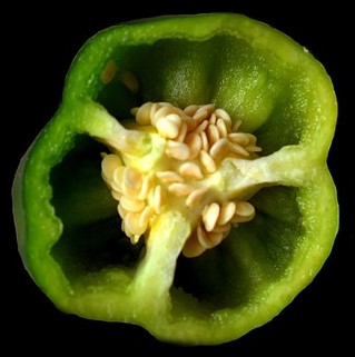 Placentation in Flowering Plants | Study.com