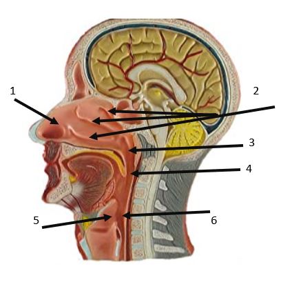 Nasal Conchae Model Inferior Nasal Conchae Wikidoc