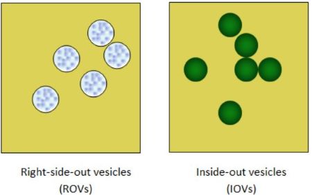 Two membrane preparations have been derived from the plasma membrane of ...