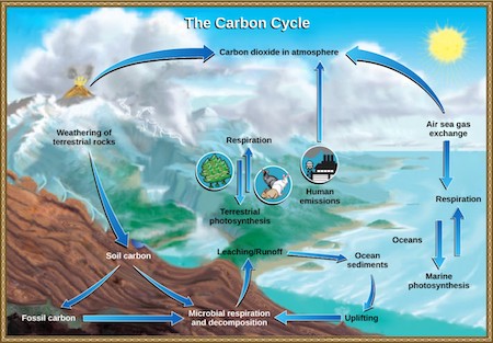 Analyzing Models of Biogeochemical Cycles to Track the Movement of ...