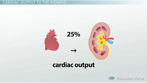 Nephron | Definition, Parts & Function - Lesson | Study.com