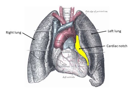Which one of the two lungs is larger and wider? | Study.com