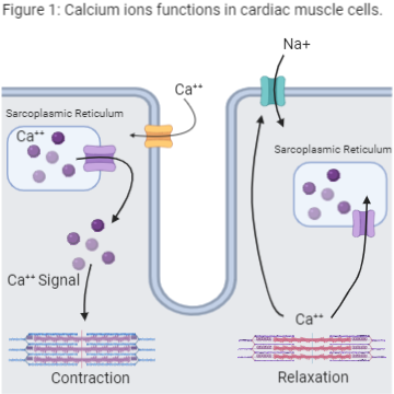 Describe the numerous roles of calcium ions in cardiac physiology ...