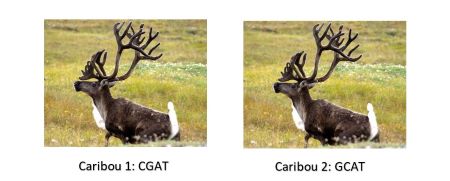 Differentiating between Evolutionary Processes Practice | Biology ...