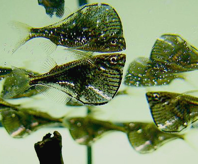 Bioluminescent Fish, Insects & Cats | Study.com