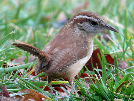 Carolina Wren Characteristics, Behavior & Eggs | Study.com