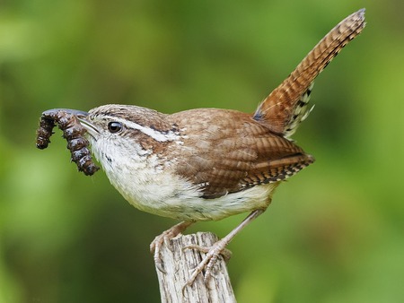 Carolina Wren Characteristics, Behavior & Eggs | Study.com