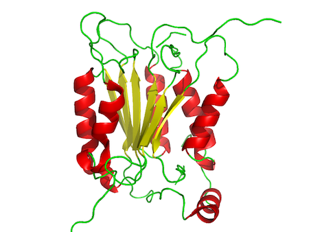 Apoptosis in Cells | Overview & Importance | Study.com