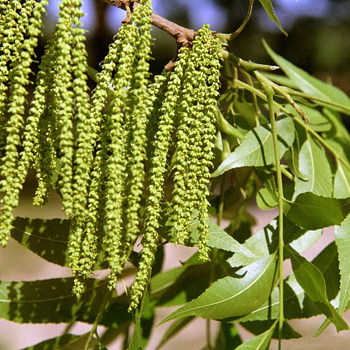 Hickory Wood: Characteristics & Uses | Study.com