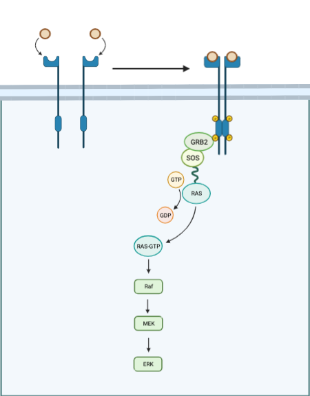 Interpreting a Figure Demonstrating Protein Modification in a Signal ...