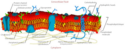 Comparing the Structural Integrity of the Cell Membrane & Cell Wall ...