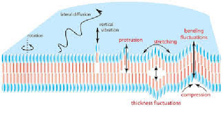 Interpreting a Diagram of the Fluid-Mosaic Model Practice | Biology ...