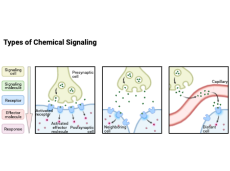 Comparing and Contrasting How Cells Communicate Practice | Biology ...