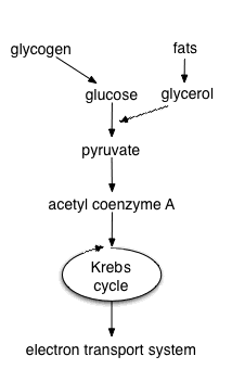 Aerobic Cellular Respiration | Equation, Location & Products - Lesson ...