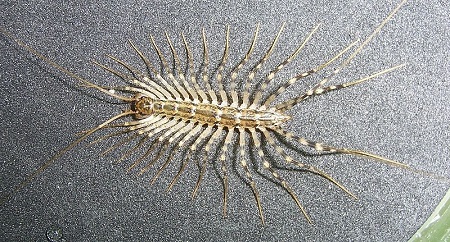 Invertebrates | Definition, Types & Examples - Lesson | Study.com