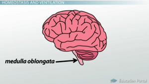 Autonomic Breathing: How Ventilation is Regulated - Lesson | Study.com