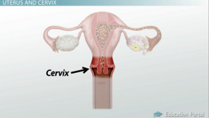 Female Reproductive System | Overview & Anatomy - Lesson | Study.com