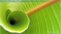 Environmental Stimuli & Stress: Plant Adaptations & Responses - Lesson ...