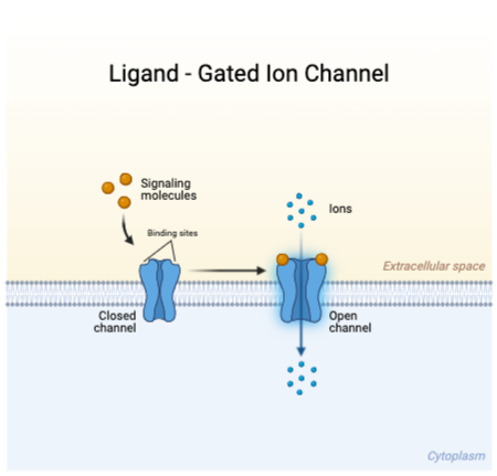 Analyzing The Interaction Of Ligands Ligand gated Channels Practice Analyzing The Interaction Of Ligands Ligand gated Channels Practice