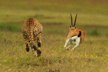 Evolutionary Ecology | Definition, Factors & Importance | Study.com