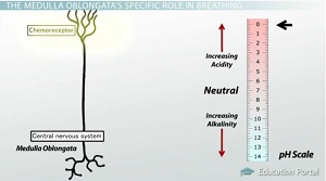 Medulla Oblongata vs. Pons | Locations, Functions & Structures - Lesson ...