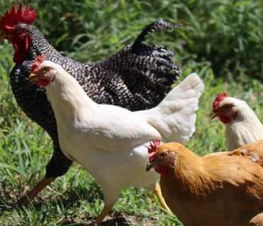 Genre of Animal Farm by George Orwell | Allegory, Fable & Satire ...