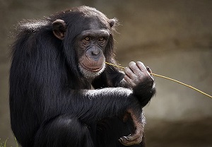 Chimpanzee Behavior: Intelligence, Cognition & Tool Use | Study.com