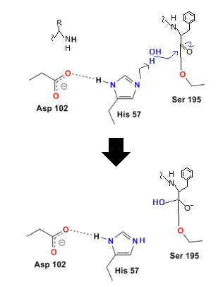 Chymotrypsin Overview, Mechanism & Structure - Lesson | Study.com
