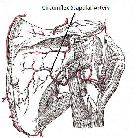 Infraspinatus Muscle | Location, Function & Innervation | Study.com