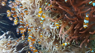 Hermaphrodite | Definition, Reproduction & Examples - Lesson | Study.com