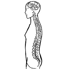 The Physiology of Erection & Ejaculation | Difference & Types - Lesson ...