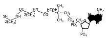 Quiz & Worksheet - Acetyl-CoA Formation & Structure | Study.com