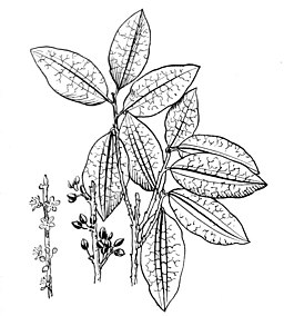 Cocaine | History, Invention & Medical Uses - Lesson | Study.com