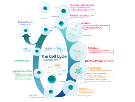 Comparing the Daughter Cells Produced through Mitosis to the Parent ...