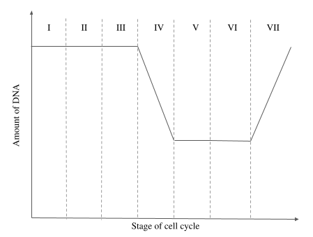 Comparing the Daughter Cells Produced through Mitosis to the Parent ...