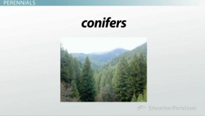 Seasonal Plants | Annual, Biennial, & Perennial - Lesson | Study.com