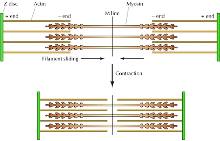 Length-Tension Relationship | Importance & Examples - Lesson | Study.com