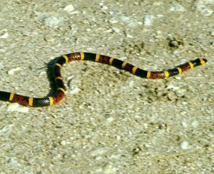 Mimicry in Animals | Definition, Types & Examples - Lesson | Study.com