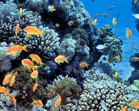 Ecocentric vs. Biocentric Philosophies | Definition & Examples - Video ...