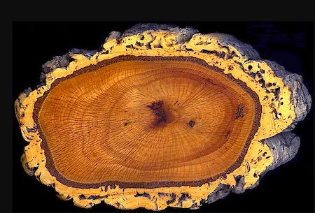 Plant Meristems | Definition, Function & Location - Lesson | Study.com